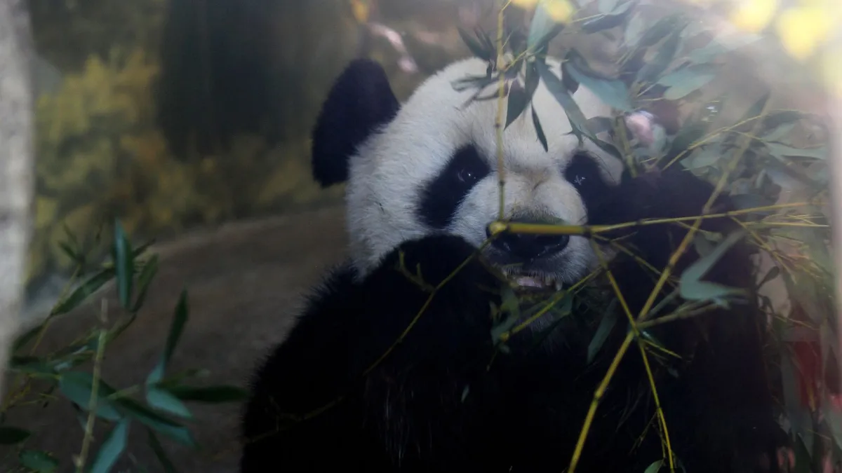 Chinese Anger Rises over ‘Malnourished’ Pandas in U.S. Zoo - Newsweek