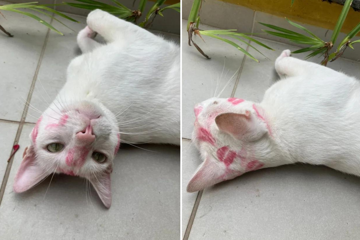 ‘I Can Explain’: White Cat Returns Home Covered in Lipstick Kiss Marks ...