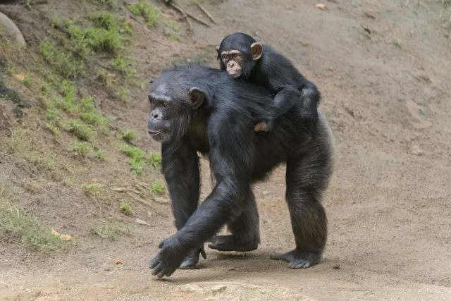Traumatized Baby Chimp, Saved From Traffickers, Runs To Hug Rescuer ...
