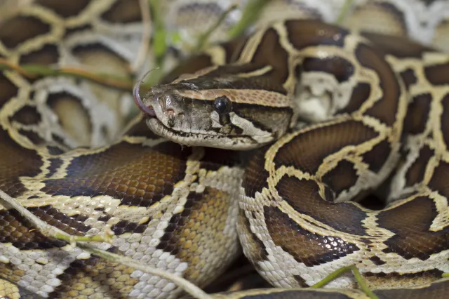 Florida Burmese Pythons Have Decimated Their Prey and Looking for More ...