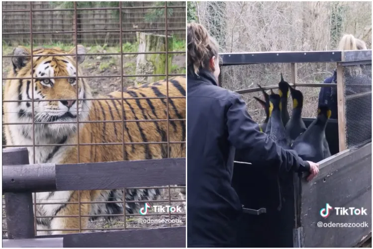 Tiger News & Latest Pictures From Newsweek.com