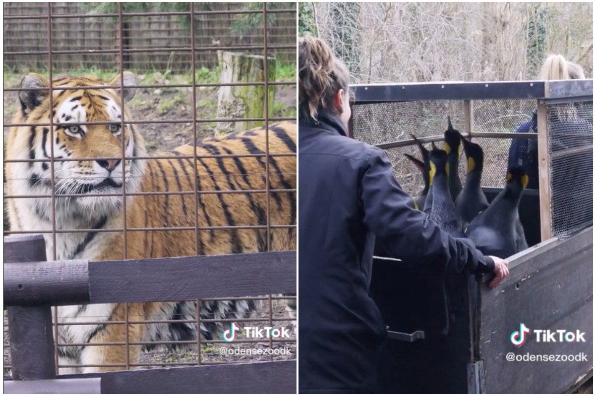 ‘Confused’ Tiger at Zoo Goes Viral After Seeing Penguins - Newsweek