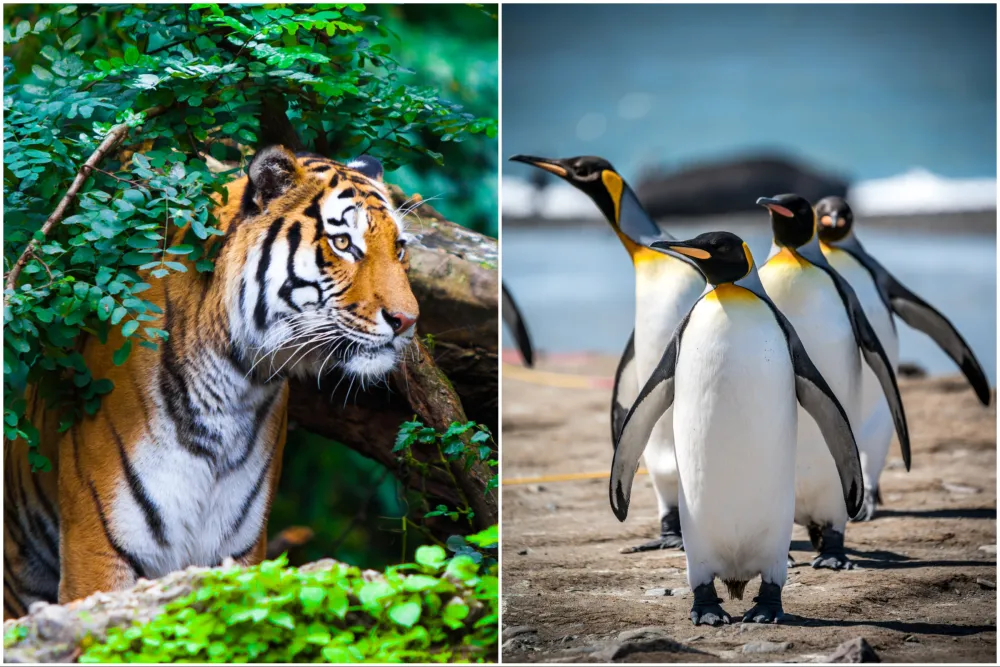 ‘Confused’ Tiger at Zoo Goes Viral After Seeing Penguins - Newsweek