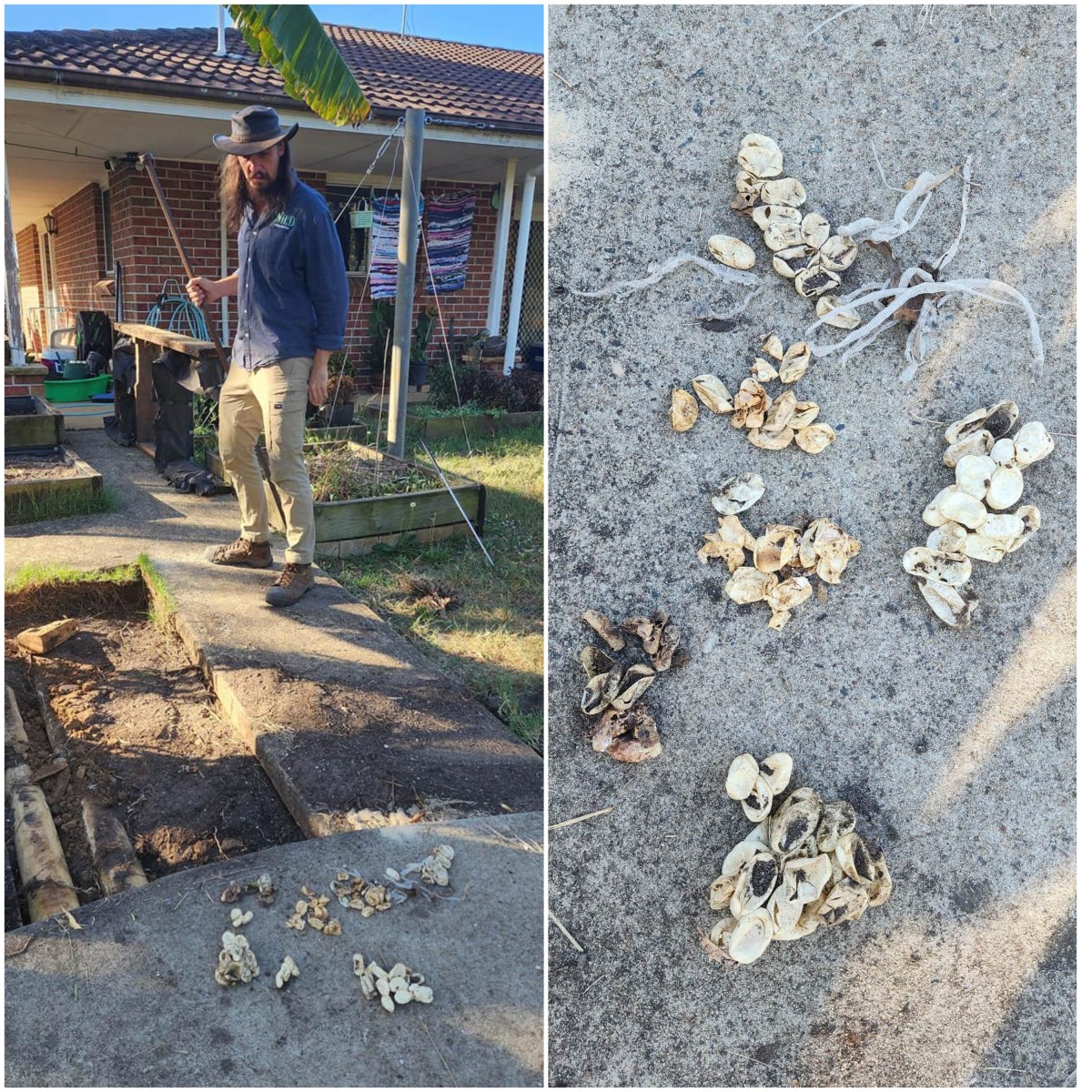 Toddler Chasing Deadly Snake Leads to Discovery of Nest With 110 Eggs ...