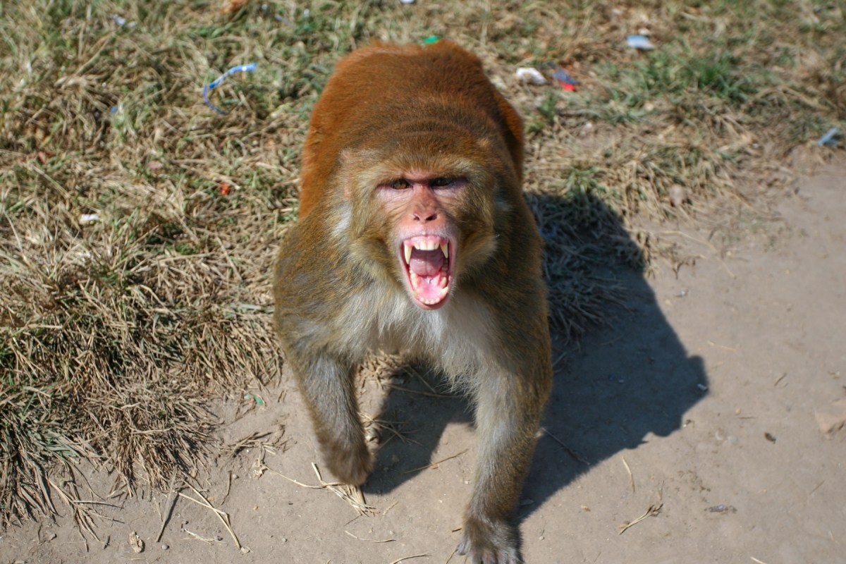 Pet Monkey Shot Dead After Attacking Woman, Ripping Ear in Half - Newsweek
