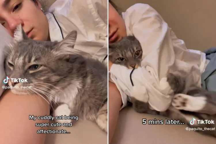 Cat Switches From Cuddling Owner to Violent ‘Bunny Kicks’ in Hilarious ...