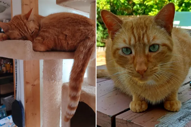 Cat Who Pets Dogs on Daily Walks Wins Pet of the Week - Newsweek