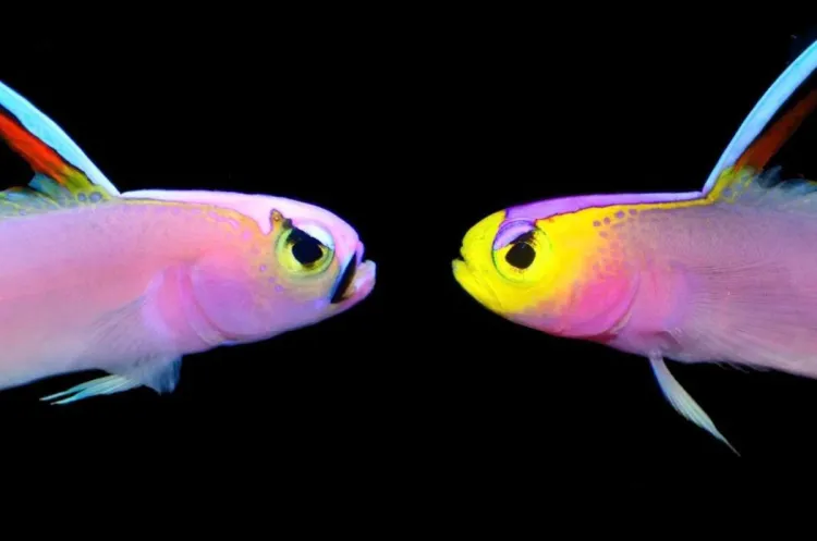 ‘Beautiful’ New Fish Species With Yellow Head Discovered - Newsweek