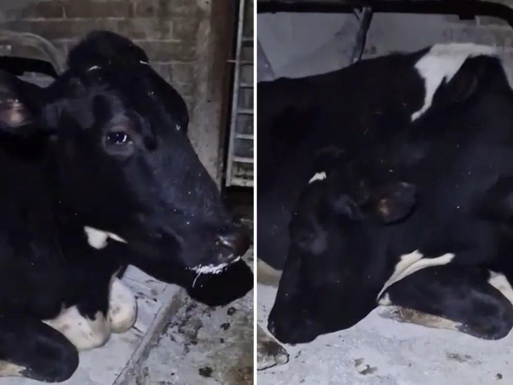 Cow Pretends to Be Asleep to Avoid Going Outside: ‘Found My Spirit ...