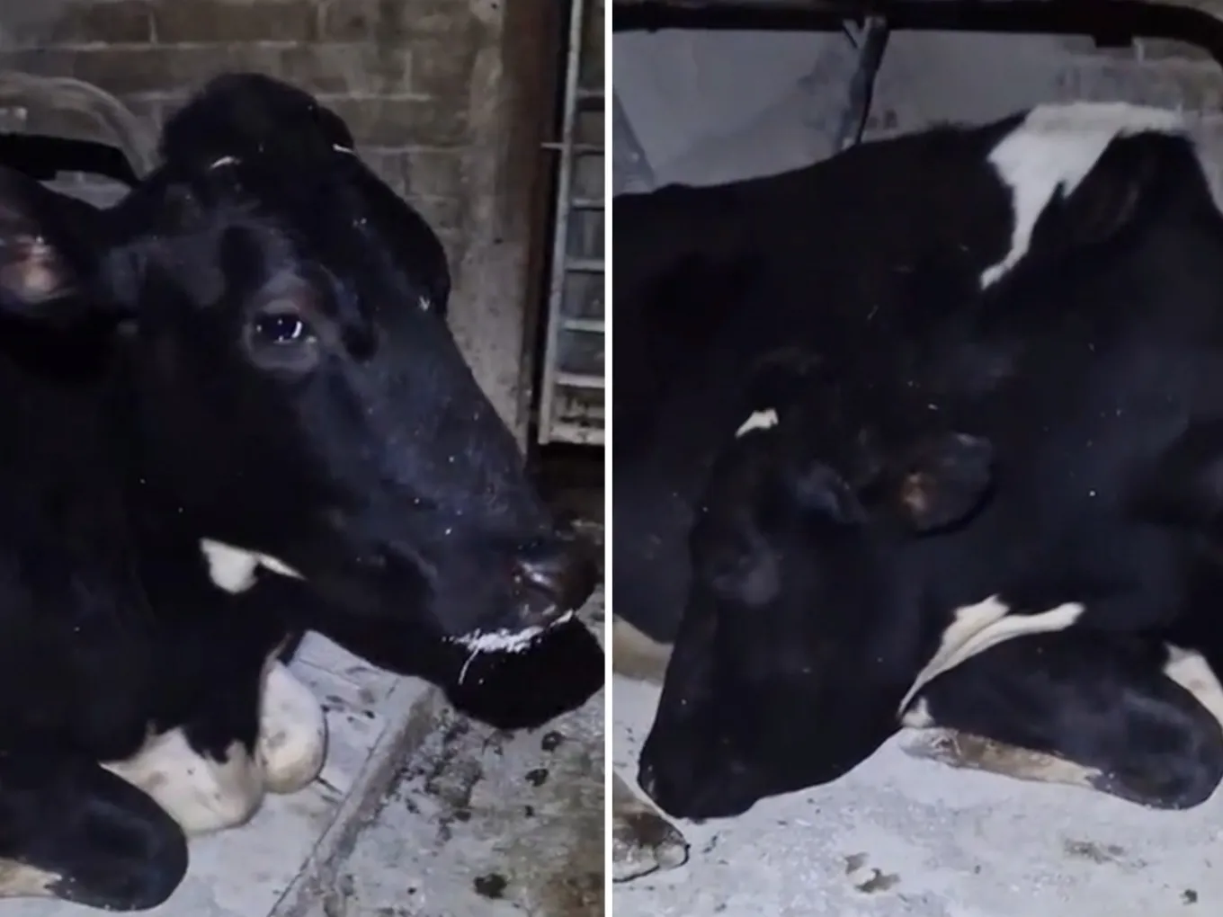 Cow Pretends to Be Asleep to Avoid Going Outside: ‘Found My Spirit ...
