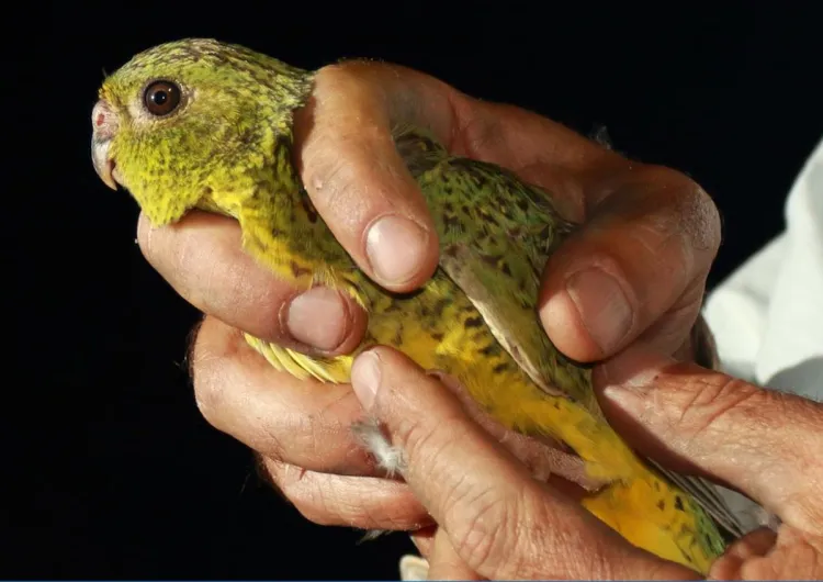 ‘Special Powers’ of the Rare and Elusive Night Parrot Finally Revealed ...