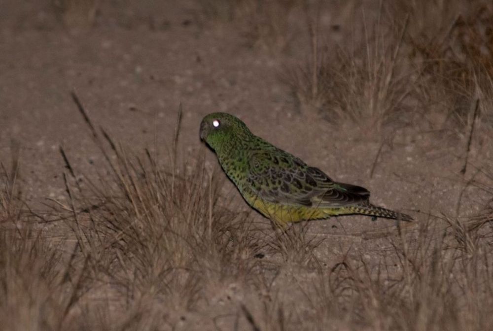 ‘Special Powers’ of the Rare and Elusive Night Parrot Finally Revealed ...