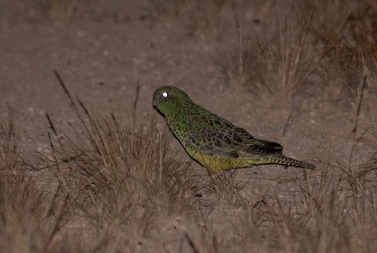 ‘Special Powers’ of the Rare and Elusive Night Parrot Finally Revealed ...