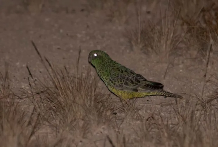 ‘Special Powers’ of the Rare and Elusive Night Parrot Finally Revealed ...