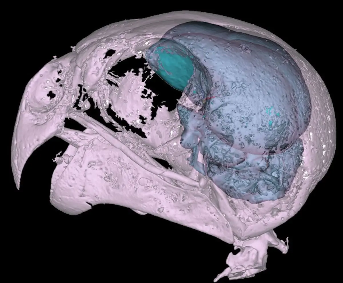 ‘Special Powers’ of the Rare and Elusive Night Parrot Finally Revealed ...