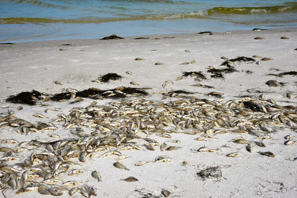 Mystery as Thousands of Dead Fish Found on Hong Kong Beach - Newsweek