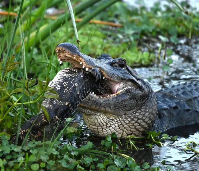 See Shocking Moment 8ft Cannibal Alligator Eats Smaller Gator ...
