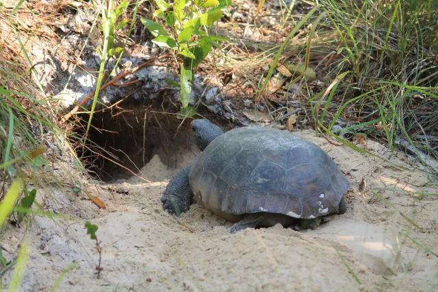 Scientists Look in Tortoise Burrow, Find 4.5-ft Alligator ‘Smiling’ at ...