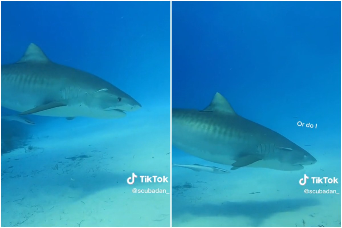 Chilling Moment Shark Enters ‘Hunt Mode’ as She Smells Diver in Ocean ...