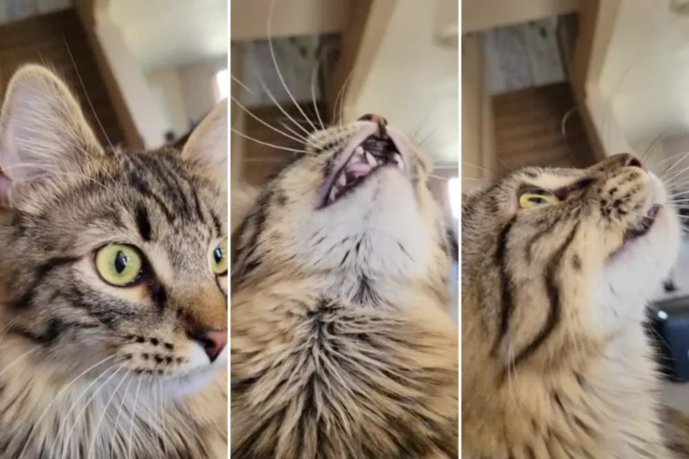 Internet Is Cry-Laughing at This ‘Broken’ Cat Chirping at the Ceiling ...