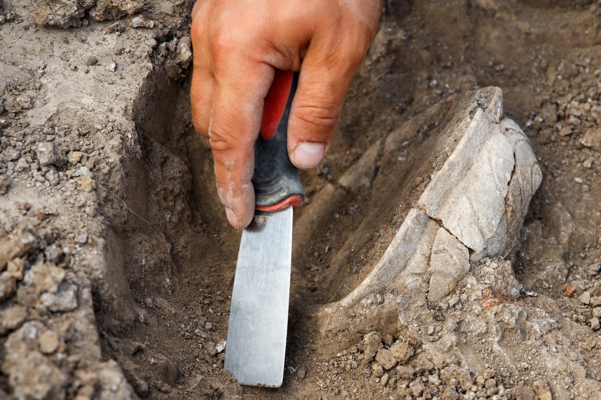 Previously Unknown Creature From 240 Million Years Ago Discovered in ...