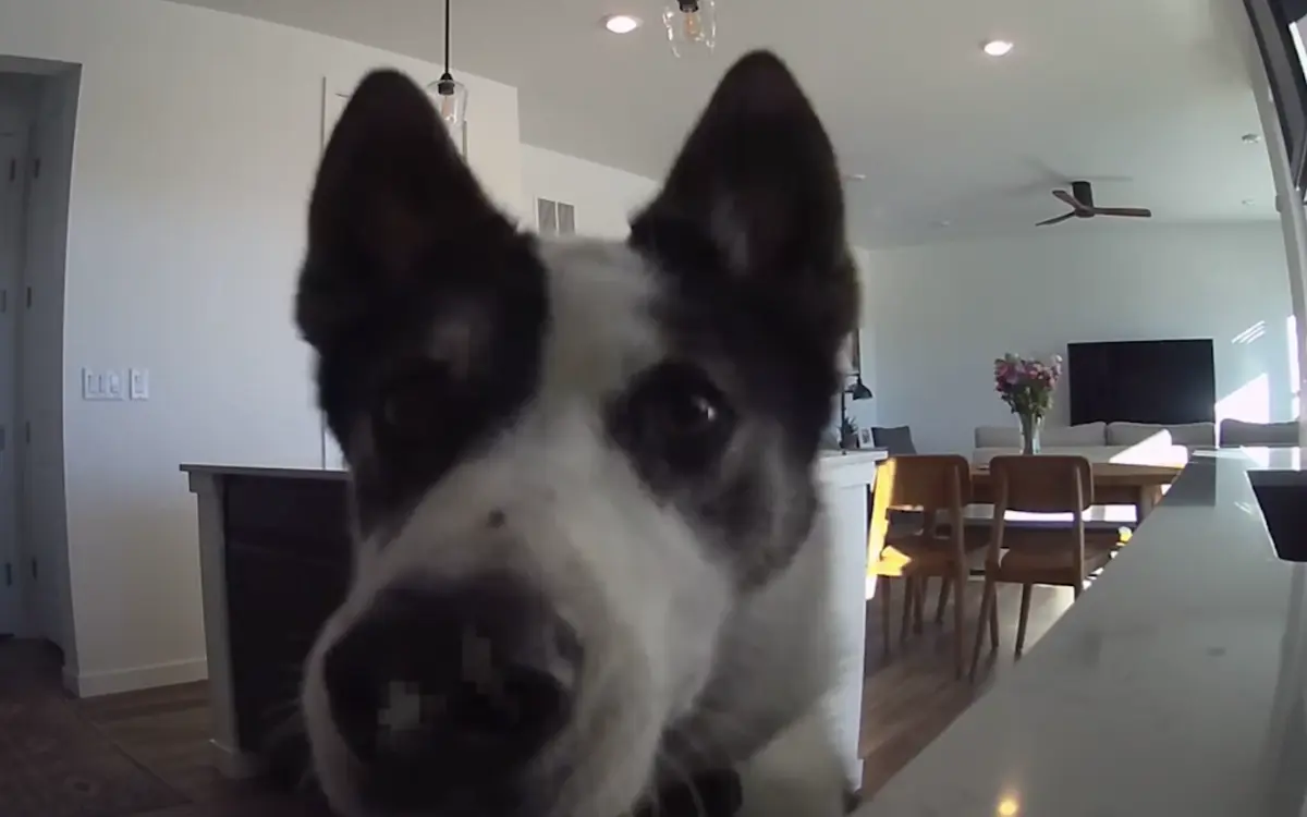 Dog Owner Stunned to Discover What Rescue Pup Does While They Are at ...