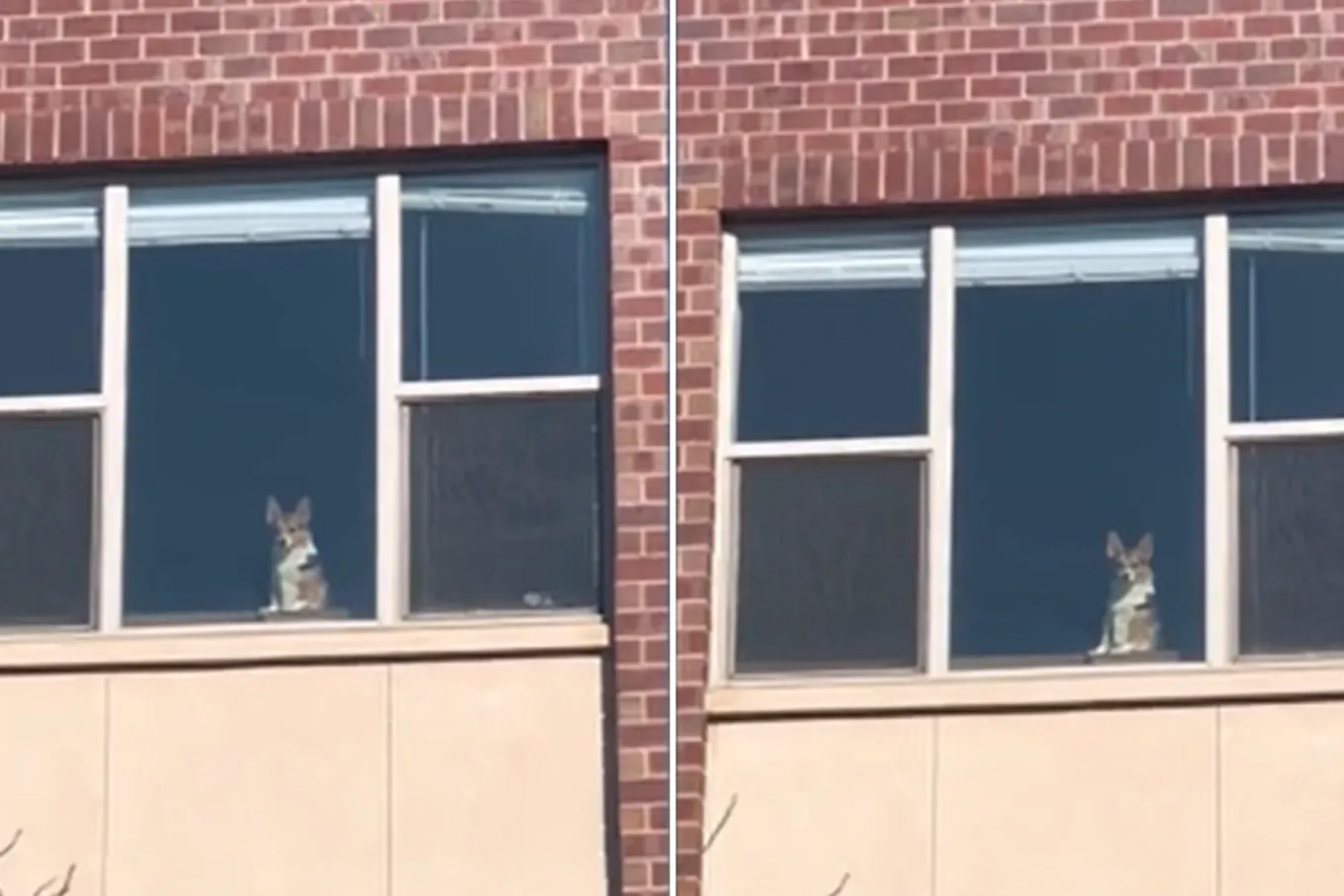 Corgi Memorizes Woman’s Car Locking Sound To Ensure He’s Ready To Greet ...