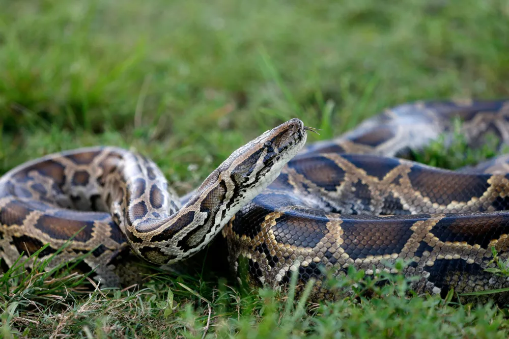 Video Shows Teenage Girl Wrangle 11-Foot Python Snake - Newsweek