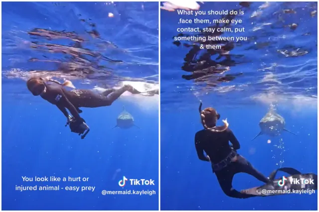 Diver Shares How To Escape a Hungry Shark With Your Bare Hands ...