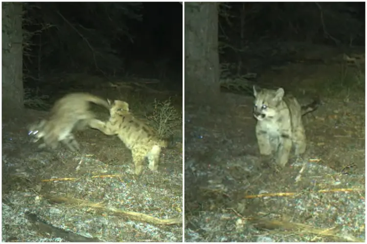 Watch Adorable Baby Mountain Lions Caught Playing on Trail Cam - Newsweek