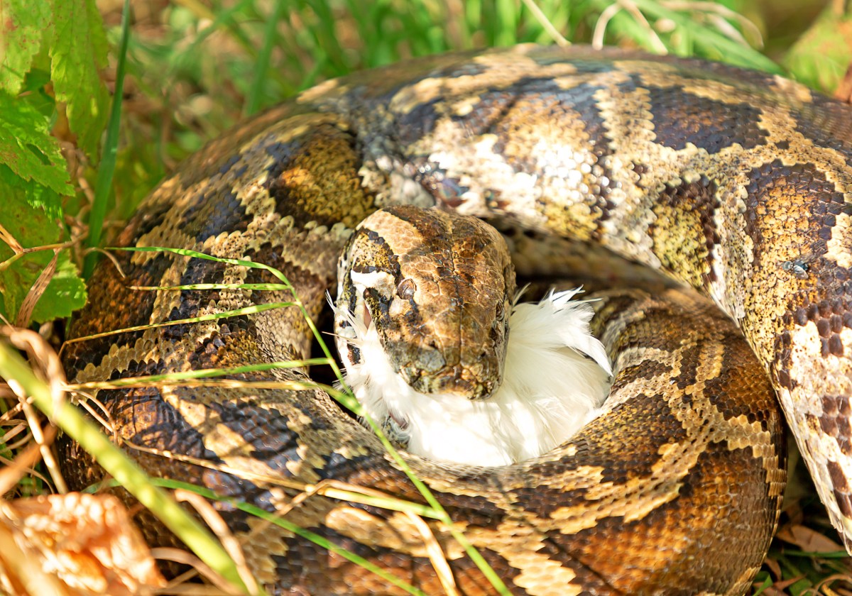 Python That Ate 100 Chickens and Ducks Captured After Terrorizing Farm ...