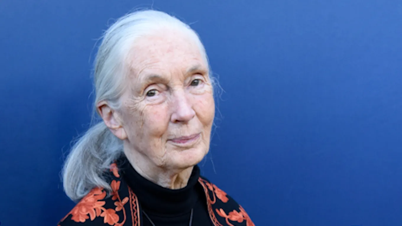 Conservationist Jane Goodall Dead at 91 While on U.S. Speaking Tour ...