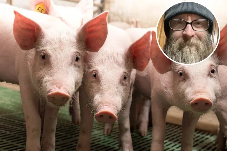 ‘I Worked in a Slaughterhouse. You Stop Noticing the Screams’ - Newsweek