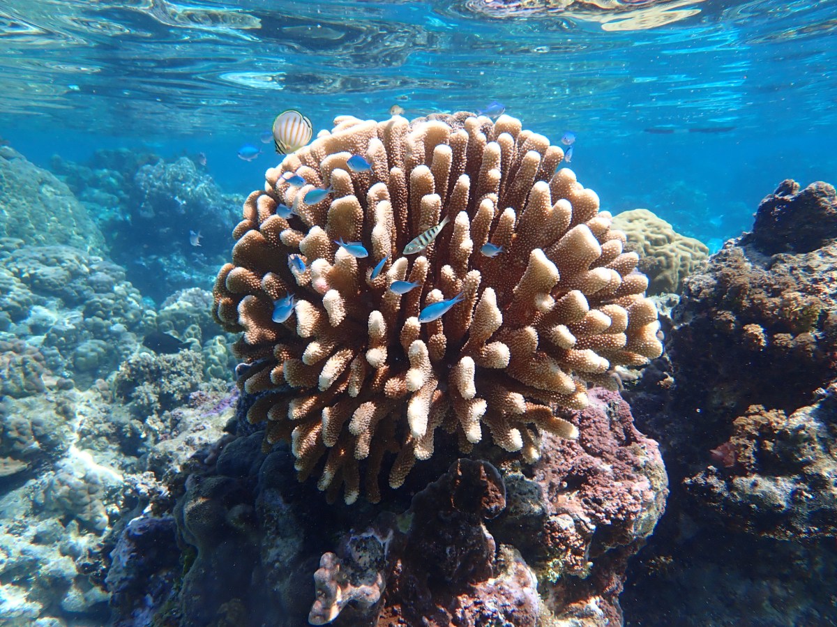 Why Fish Poo Could Be Vital for Coral Survival - Newsweek
