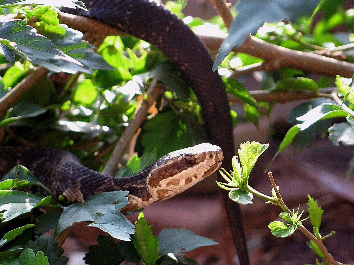 Man Sitting on Toilet Terrified by Snake Slithering Nearby: ‘I Jumped ...