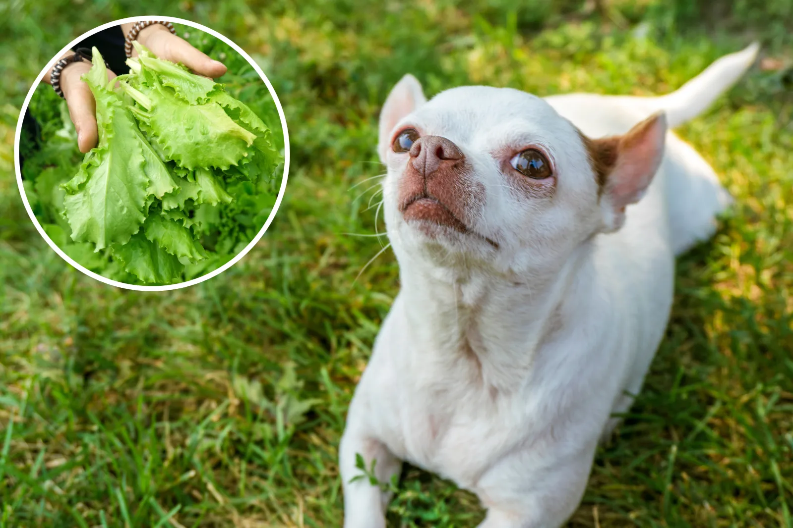 Lettuce News & Latest Pictures From Newsweek.com