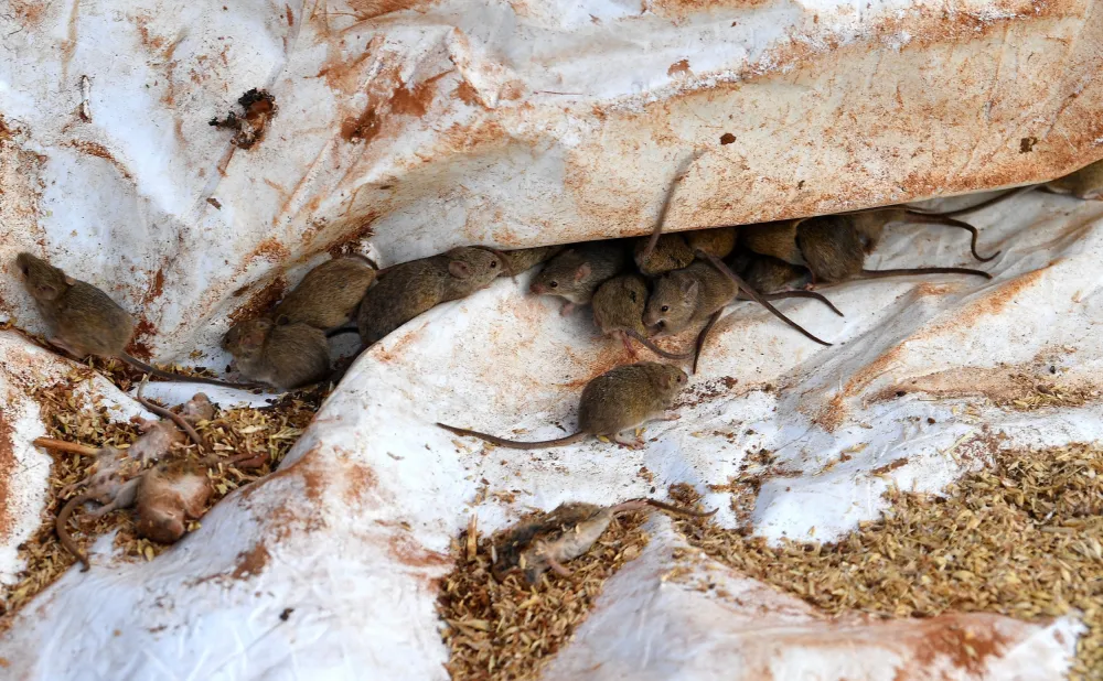 Swarms of Mice Descend on Australian Farms Again - Newsweek