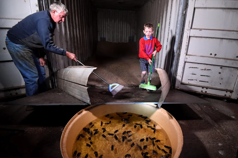 Swarms of Mice Descend on Australian Farms Again - Newsweek