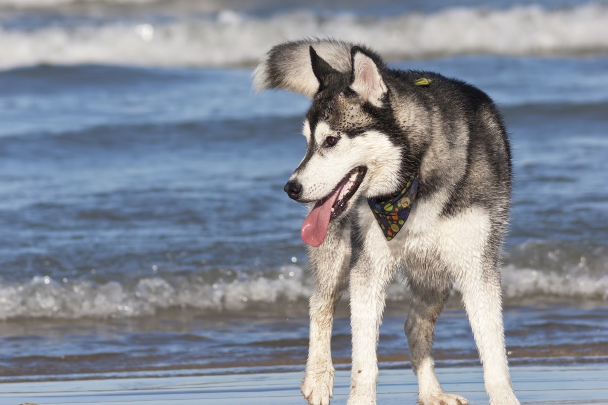 Internet Obsessed With Disabled Husky Running at Beach - Newsweek