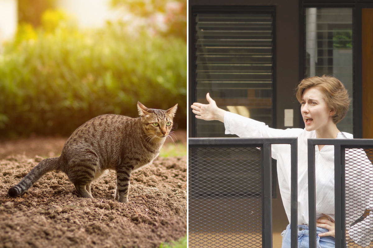 Angry Neighbor Warned Not To Execute Their Plan To Teach Cat Owner a ...
