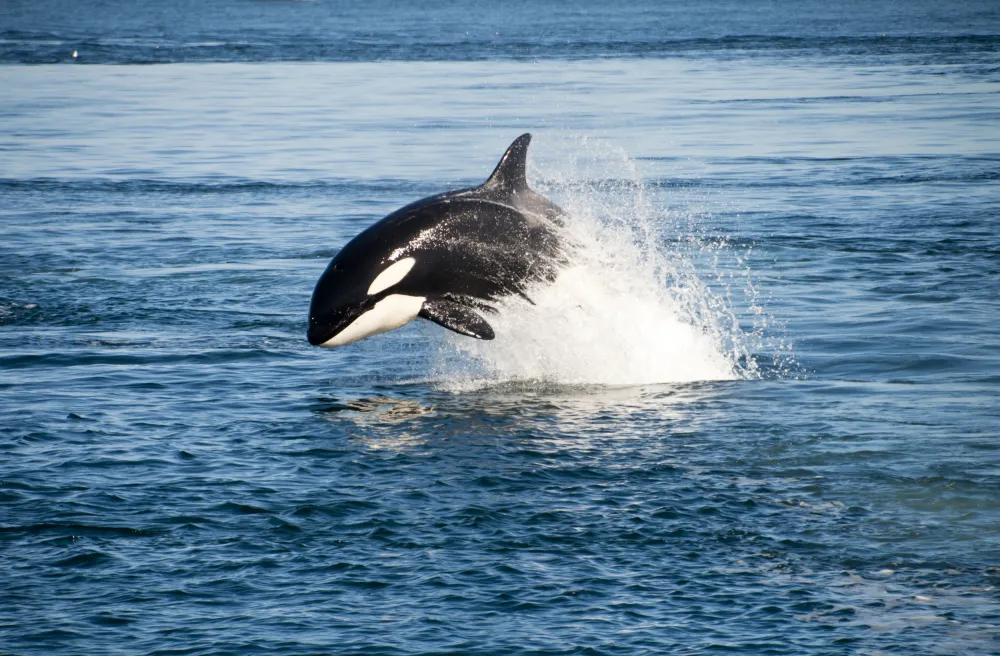 Rare White Killer Whale Calf Seen Amid Orca Pod - Newsweek