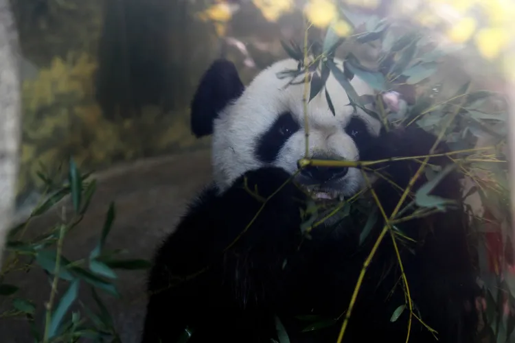 Ya Ya, Panda at Center of Anti-American Rage in China, Is Heading Home ...