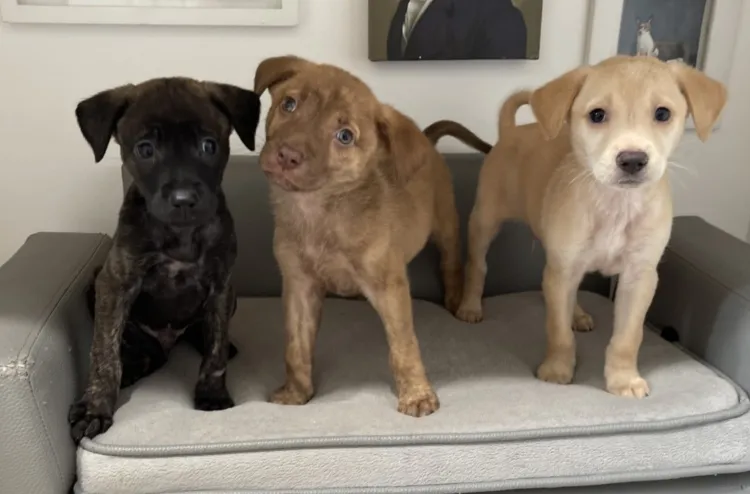Trio of Puppies Left at Shelter at Just 2 Weeks Old Form Adorable Bond ...