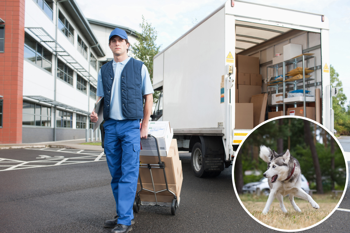 ‘Wolf-Like’ Husky Accidentally Scaring Delivery Driver Caught on CCTV - Newsweek