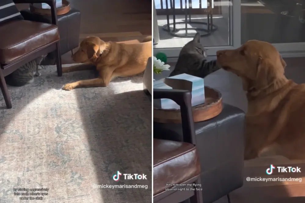 Internet Gripped by Daily Fight Club Between Cat and Labrador: ‘Lawsuit ...
