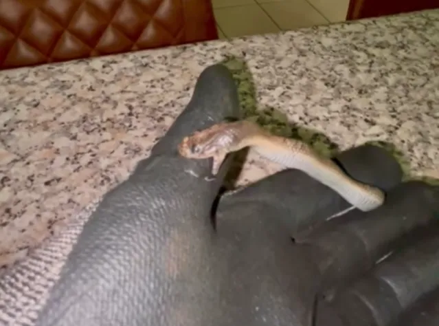 Highly Venomous Snake Found ‘Wriggling Like Mad and Biting’ Inside ...