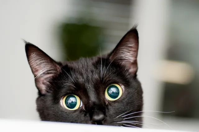 Couple Praised for Rescuing Kitten From Busy Highway: ‘Poverty to ...
