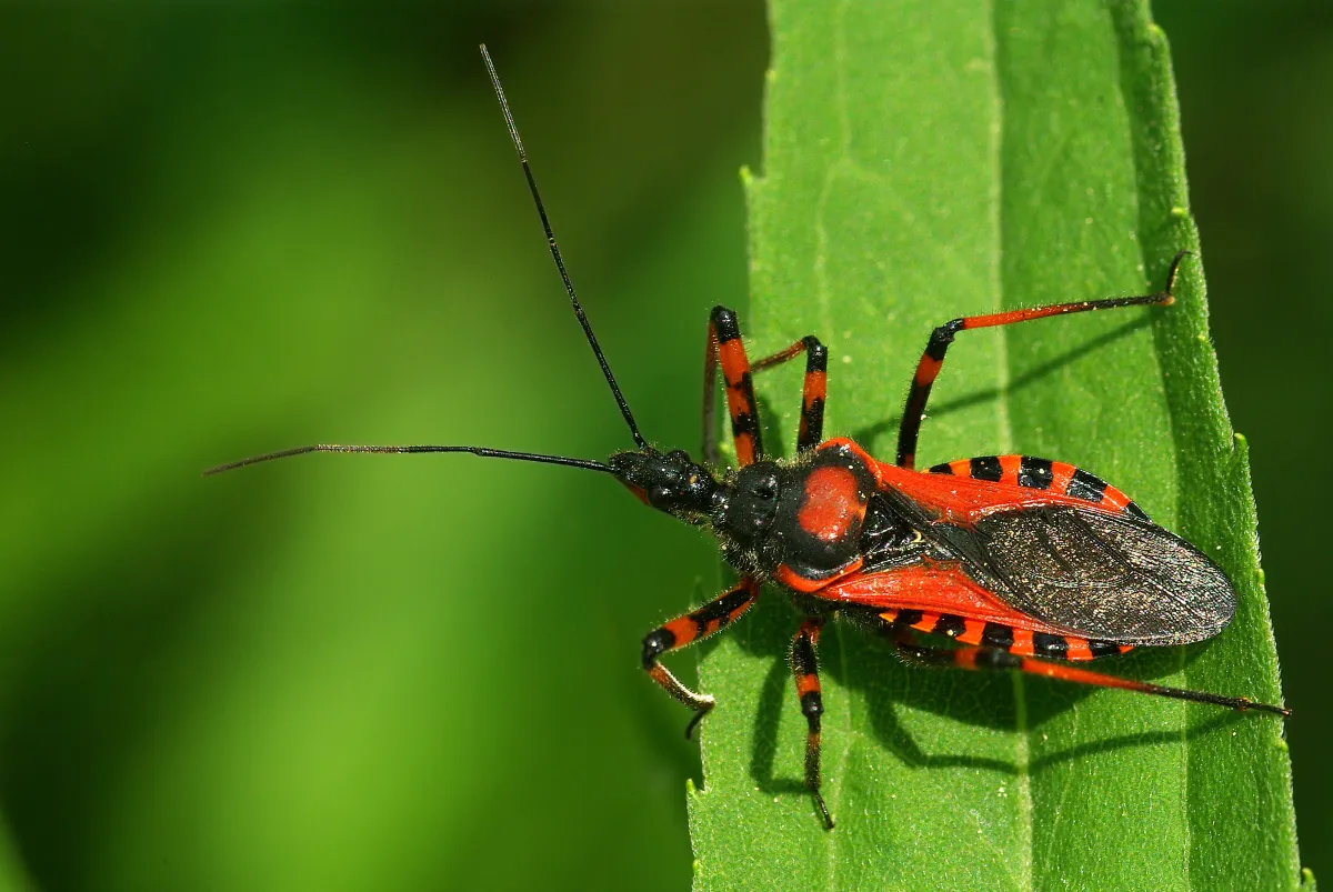 Deadly Australian Assassin Bugs Rub Themselves in Sticky Resin To Hunt ...