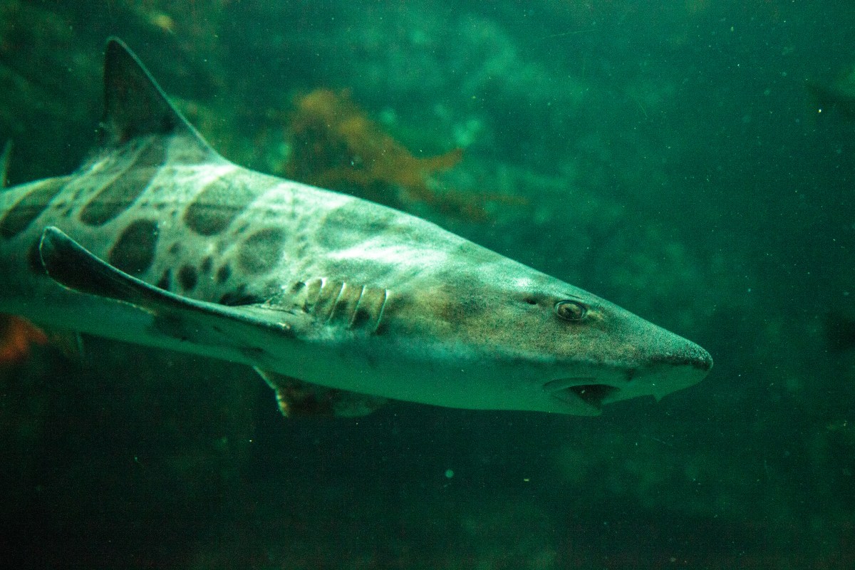 Leopard Shark Spotted in California Lake - Newsweek