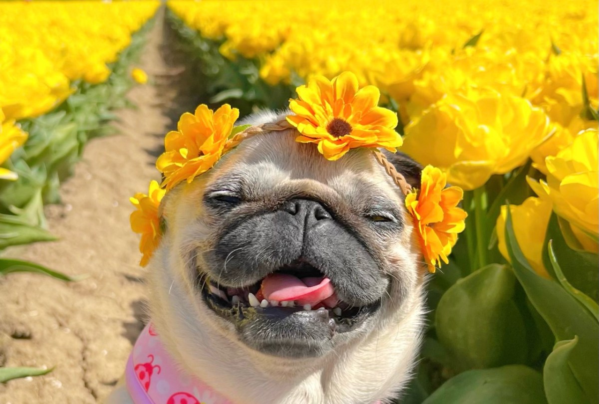 Pug Shows Why Tulip Field Photoshoot Is a Must: ‘Ready To Pose’ - Newsweek